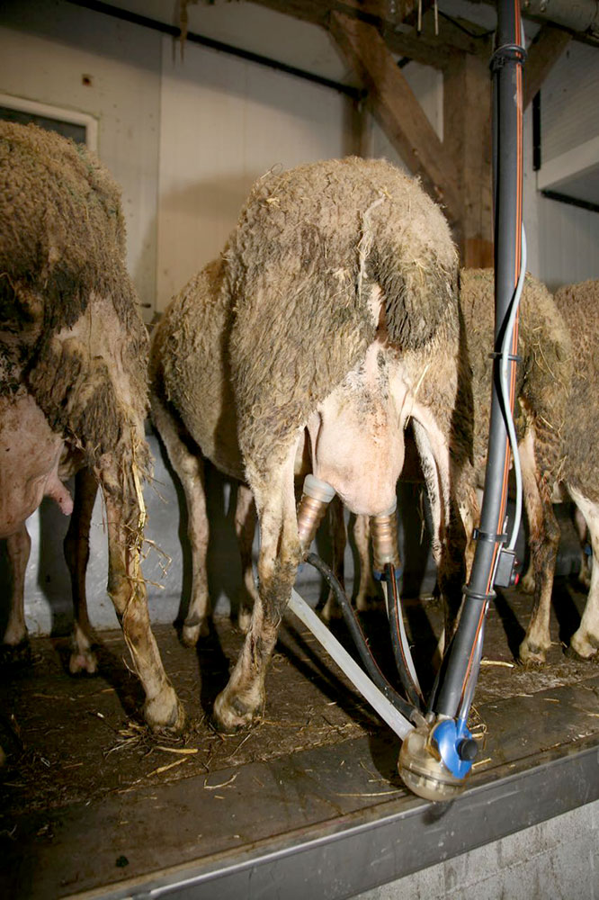 LA TRAITE - Ferme du Val Primbert