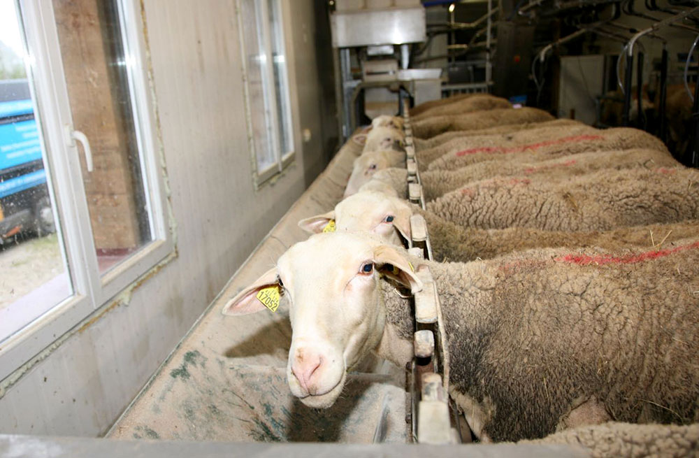 LA TRAITE - Ferme du Val Primbert