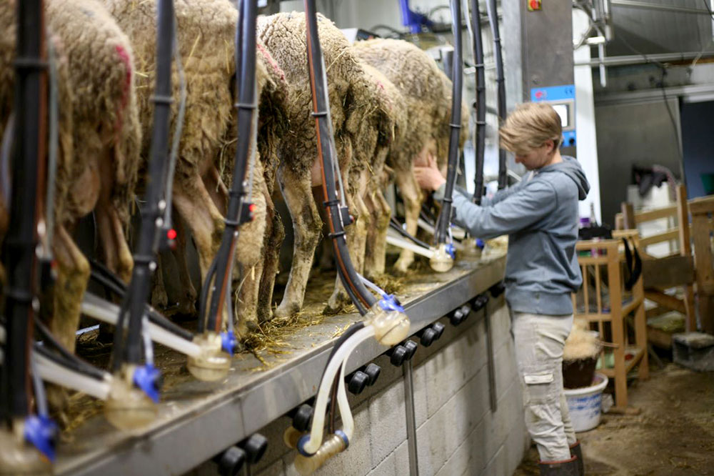 LA TRAITE - Ferme du Val Primbert